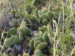 Cacti in Saskatchewan