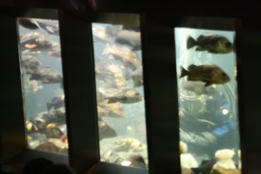 Pacific Undersea Gardens